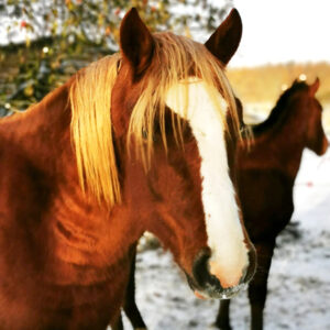 Freibergerpferde – Verkauf von Freiberger Pferden